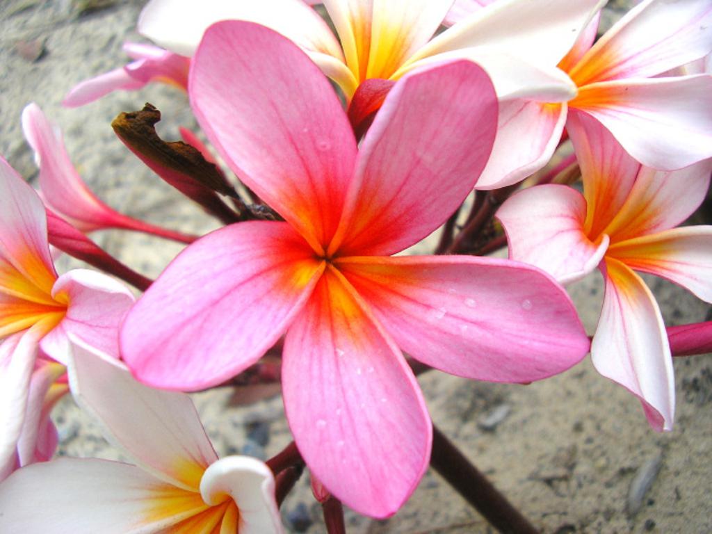 Flowers and people in Fiji